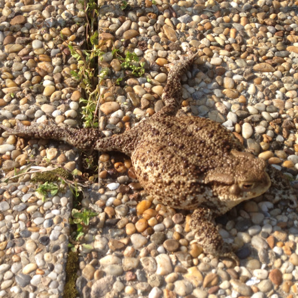 Common toad | Project Noah