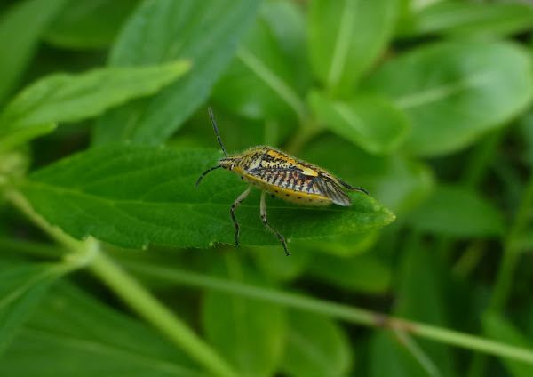 Stink Bug | Project Noah