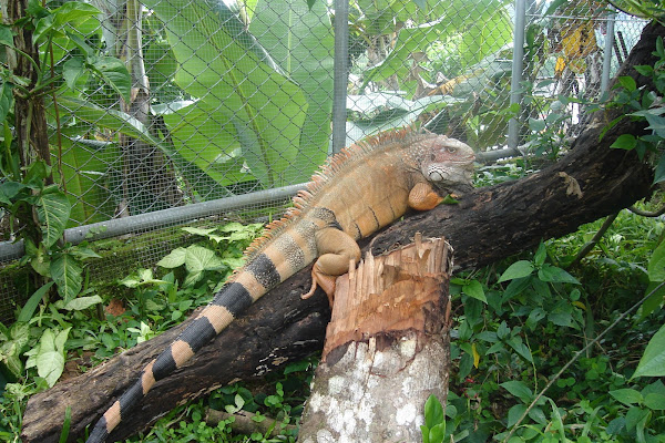 Green Iguana | Project Noah