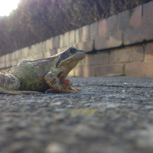 Common frog | Project Noah