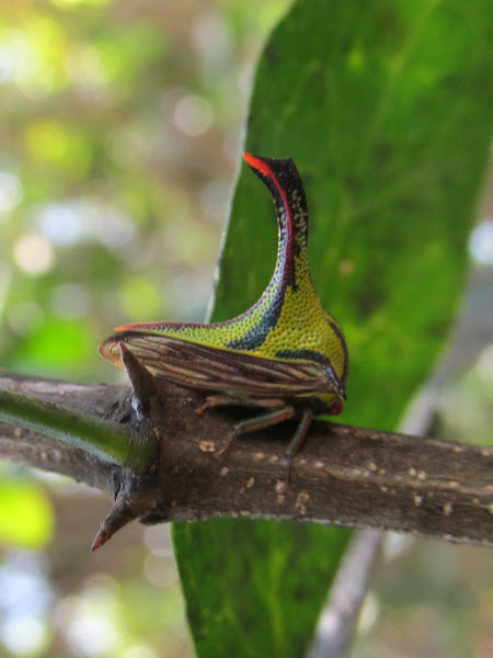 Thorn Treehopper | Project Noah