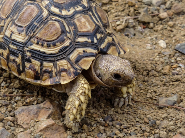 Leopard Tortoise | Project Noah