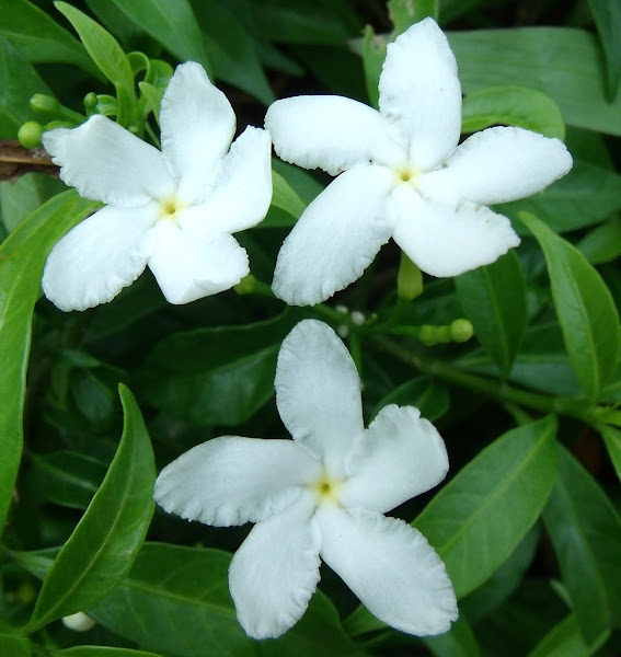 Crape Jasmine | Project Noah