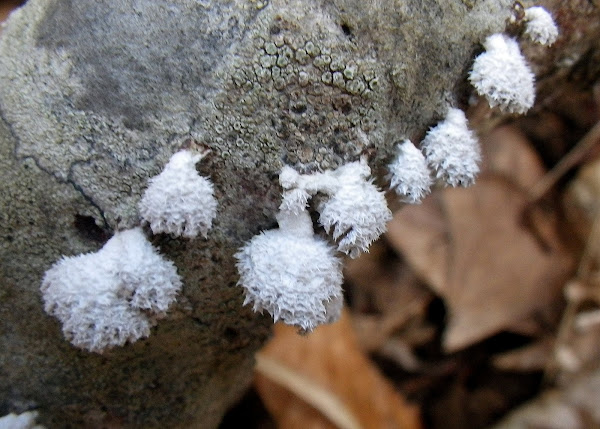 Splitgill Fungus | Project Noah