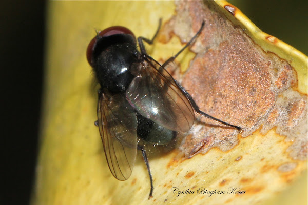 Muscid Fly | Project Noah