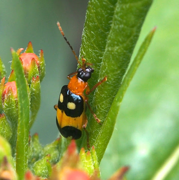 Skeletonizing Leaf Beetle | Project Noah