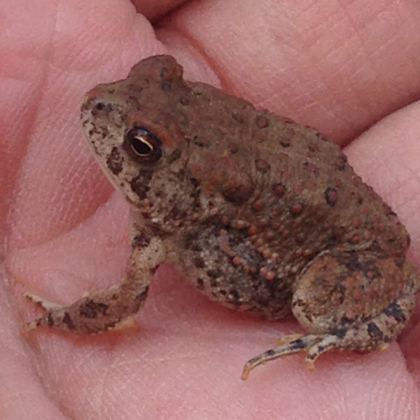 Woodhouse's Toad (juvenile) | Project Noah