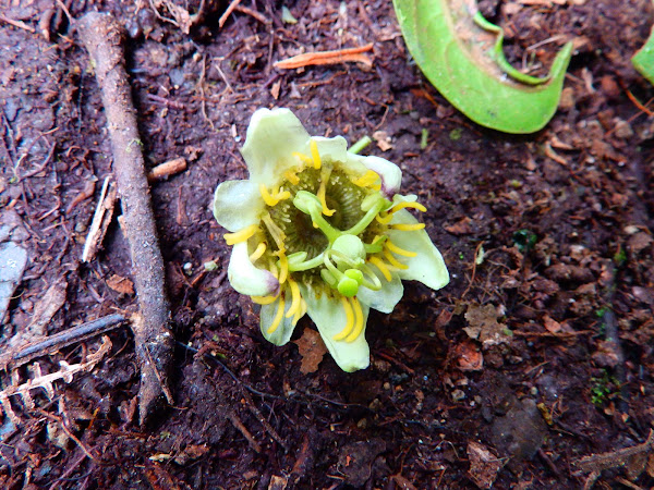 Passiflora flower | Project Noah