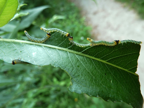 Sawfly larvae | Project Noah