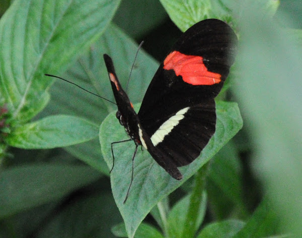 Erato Heliconian | Project Noah