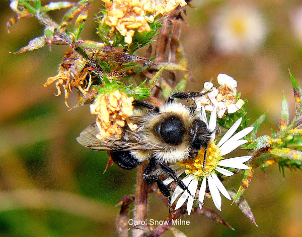 Common Eastern Bumblebee | Project Noah