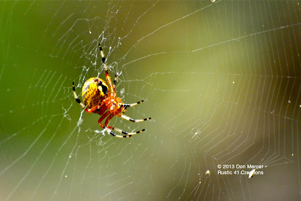 Marbled orb weaver | Project Noah