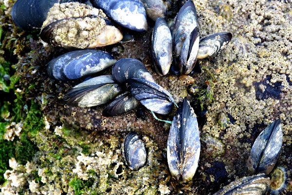 Blue Mussel | Project Noah