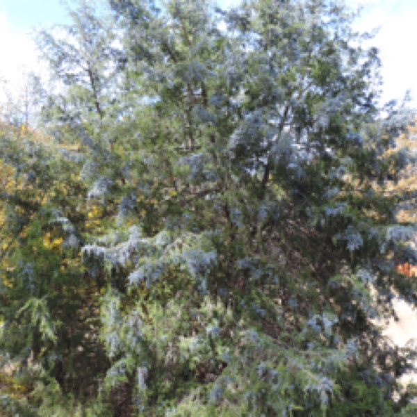 Eastern Red Cedar berries | Project Noah