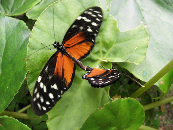mating hecale longwings | Project Noah