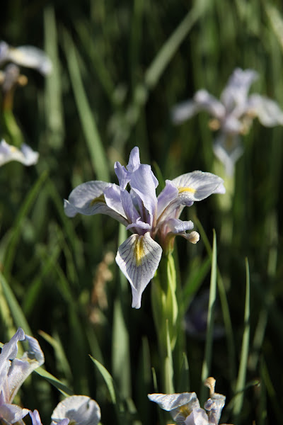 Rocky Mountain Iris | Project Noah