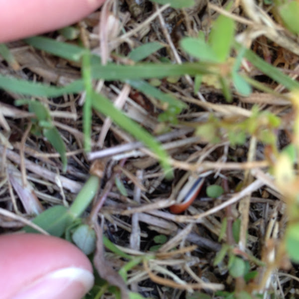 Striped Willow Leaf Beetle | Project Noah