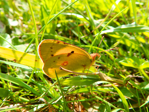 Dark Clouded Yellow | Project Noah