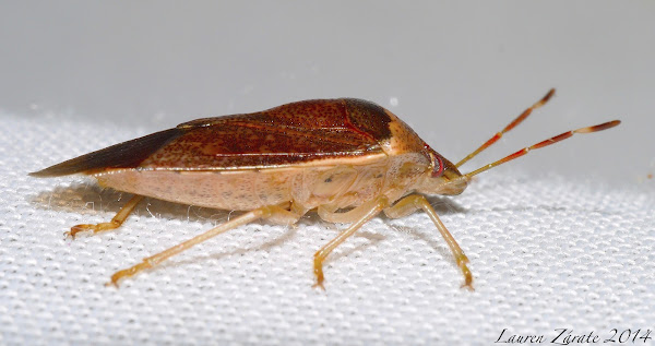 Shield Bug | Project Noah