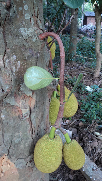 Jackfruit | Project Noah