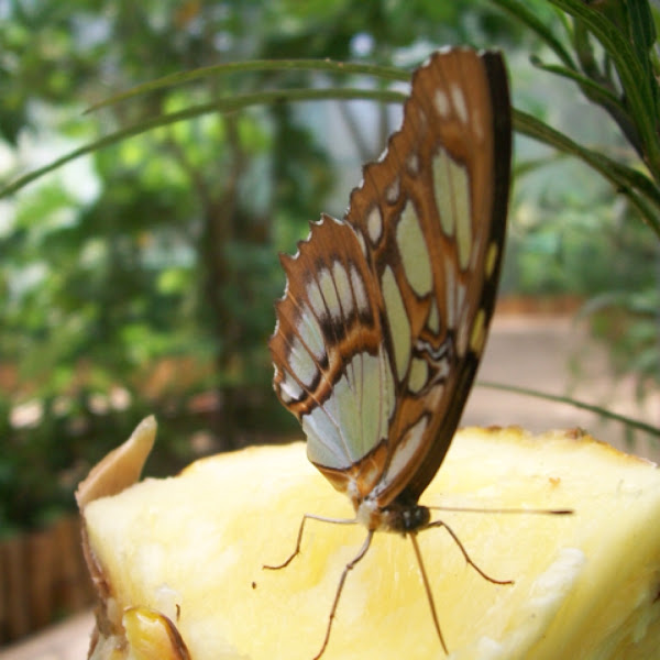 Mariposa Malaquita | Project Noah