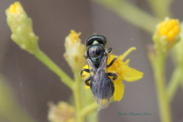 Small Carpenter Bee | Project Noah