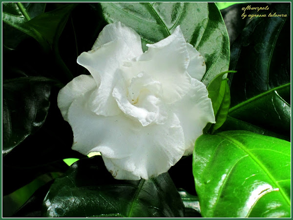 Crape Jasmine | Project Noah