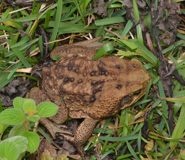 Marine Toad,Cane Toad | Project Noah