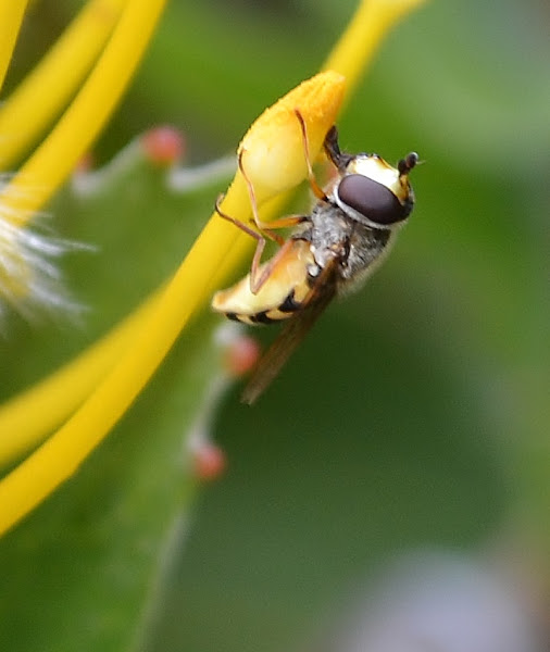 Hoverfly | Project Noah