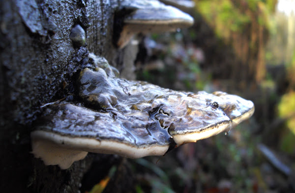 Artist's Bracket | Project Noah