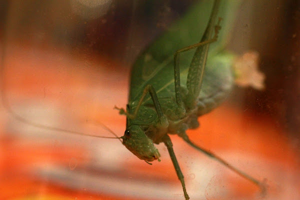 Broad-winged Katydid | Project Noah