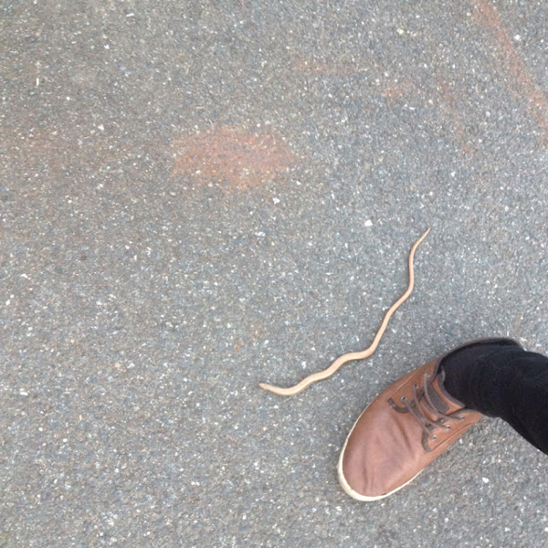 Slow worm | Project Noah