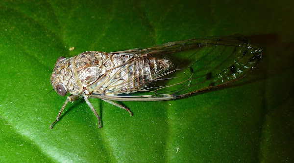 Cicada | Project Noah