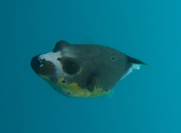Dog Faced/Blackspotted Puffer Fish | Project Noah