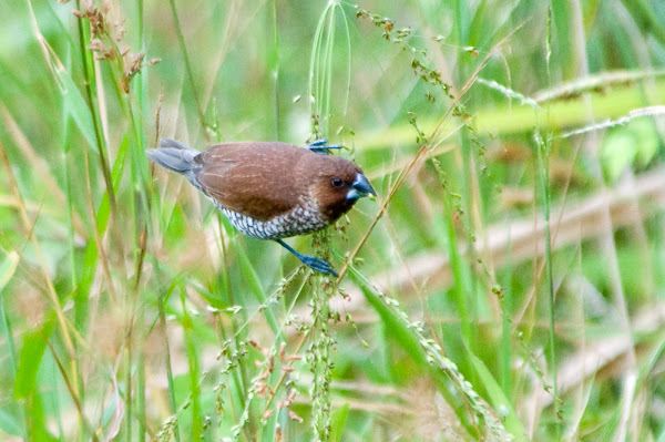 Scaly-breasted Munia | Project Noah