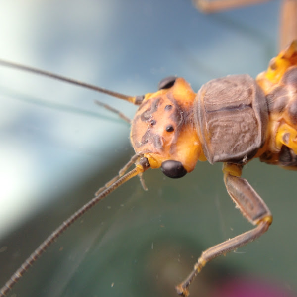 Stonefly | Project Noah