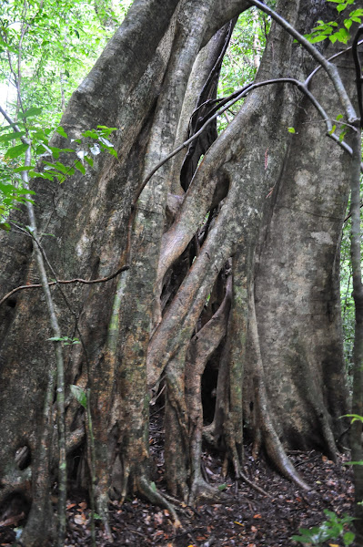 Strangler Fig | Project Noah