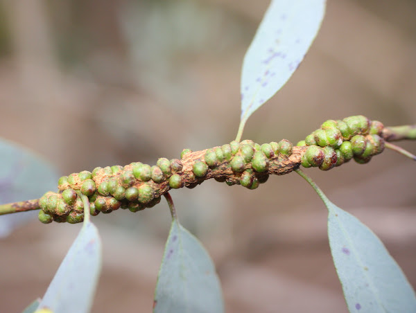 Wasp gall | Project Noah