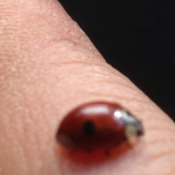 Lady Bug | Project Noah