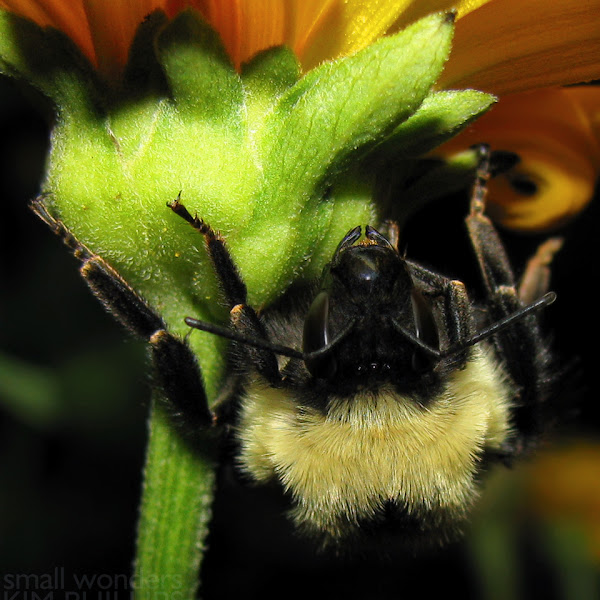 Common Eastern Bumble Bee | Project Noah