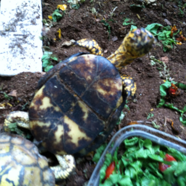 Eastern Box turtle | Project Noah