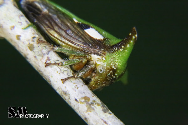 Sundarion treehopper | Project Noah