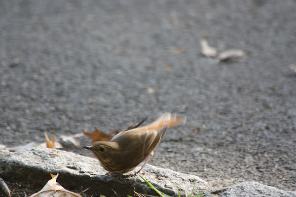 Hermit Thrush | Project Noah