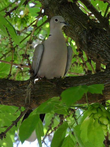 Collared Dove | Project Noah