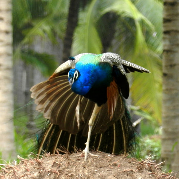 The Indian Peafowl | Project Noah
