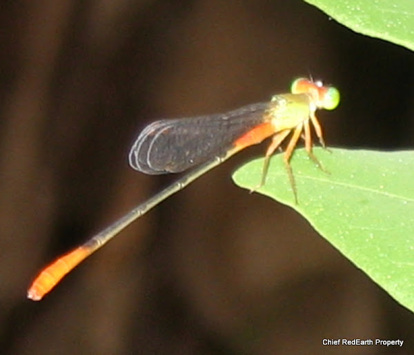 damselfly | Project Noah