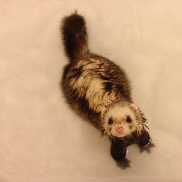 Domesticated Ferret | Project Noah