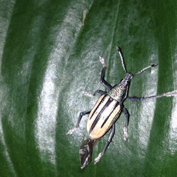 Diaprepes Root Weevil | Project Noah