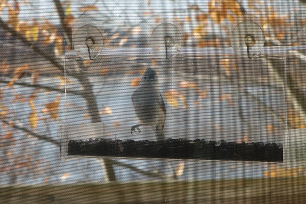Tufted Titmouse | Project Noah