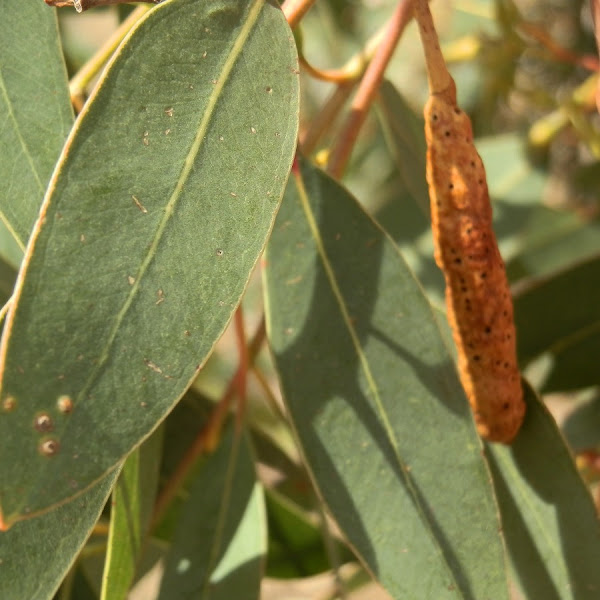 Eucalyptus stem gall-wasp gall | Project Noah
